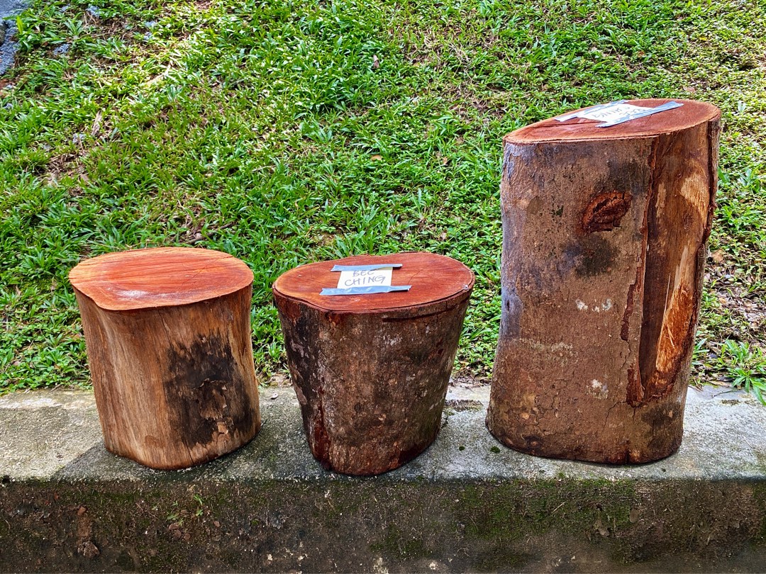 African Mahogany (khaya senegalensis) wood stumps, Furniture & Home ...