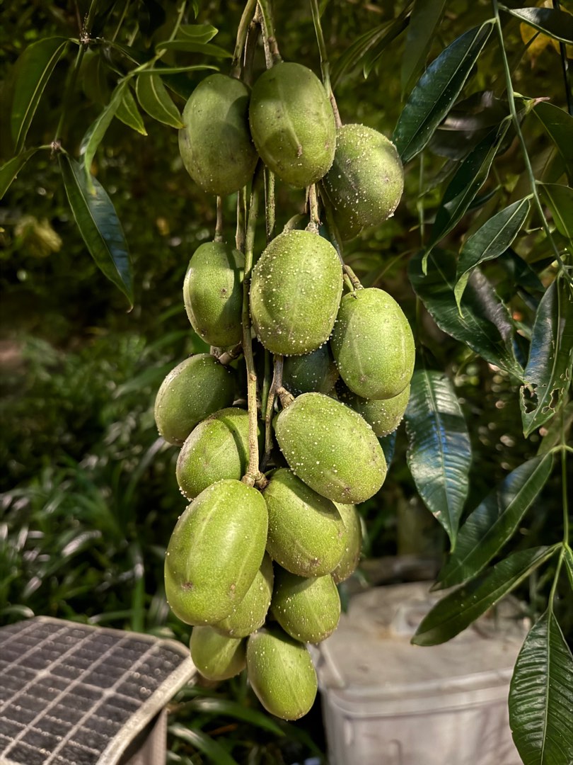 Bua Long Long Fruits, Furniture & Home Living, Gardening, Plants ...
