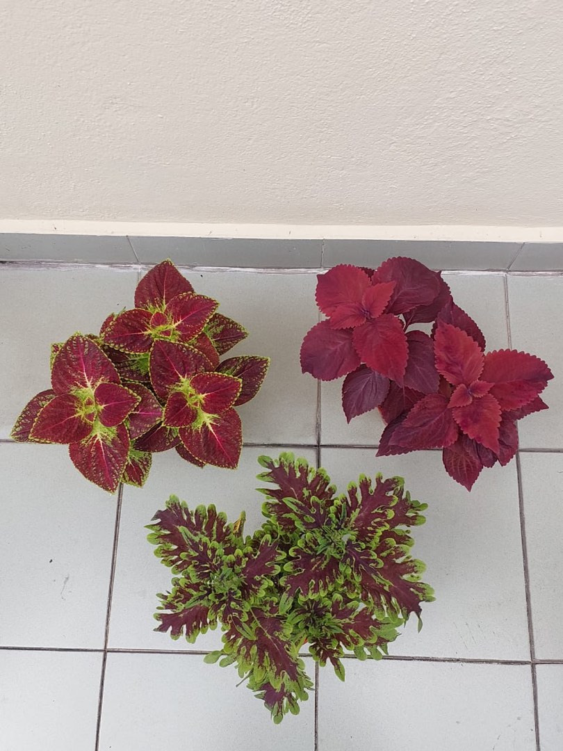 Coleus (Big), Furniture & Home Living, Gardening, Plants & Seeds on ...