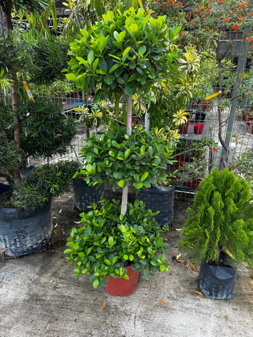 Ficus 3 layer bonsai 1.8meter height premium plant free fertiliser 0 ...