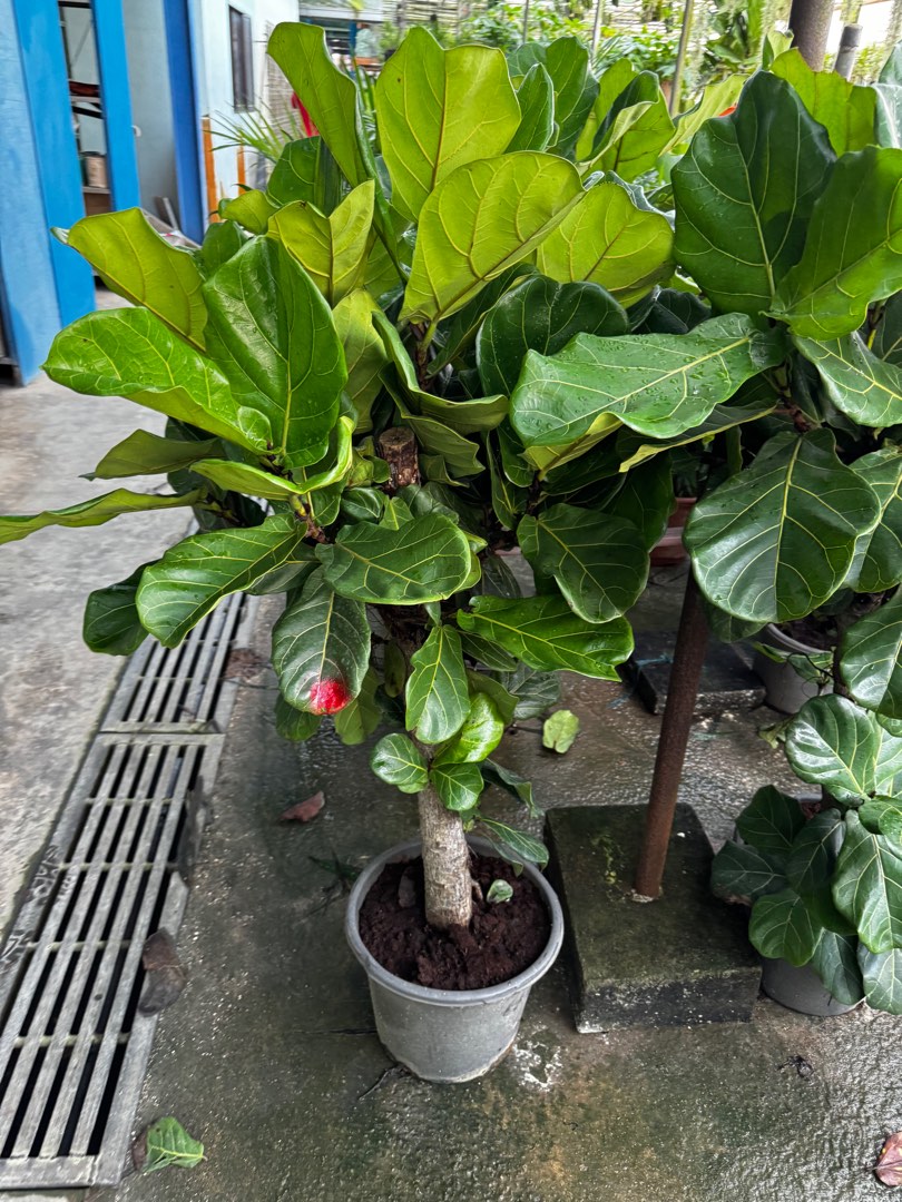 Ficus lyrata bonsai ball shape 1.5meter height premium plant free ...