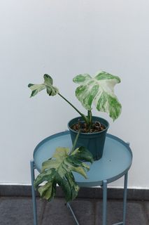 Monstera Ocean Mint Contorta, Furniture & Home Living, Gardening ...