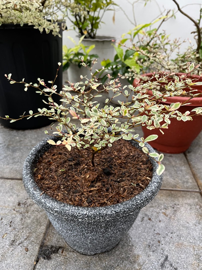 Variegated african talisay, Furniture & Home Living, Gardening, Plants ...