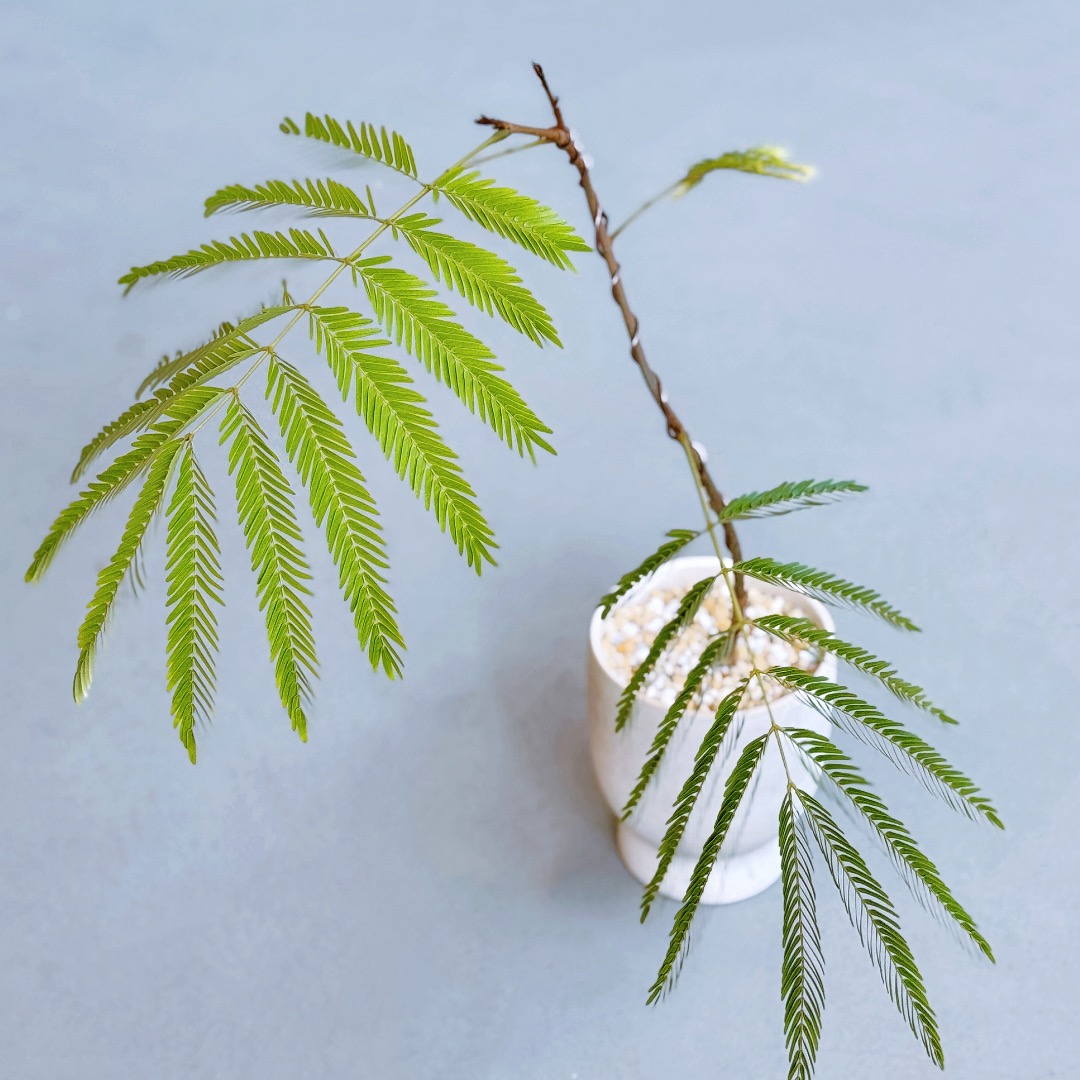 Japanese Everfresh Tree (Pithecellobium Confertum), Furniture & Home ...