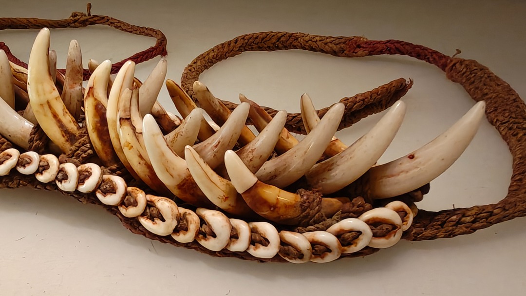 Pigs' Teeth "Money" Forehead Adornment - Solomon Islands, Hobbies ...