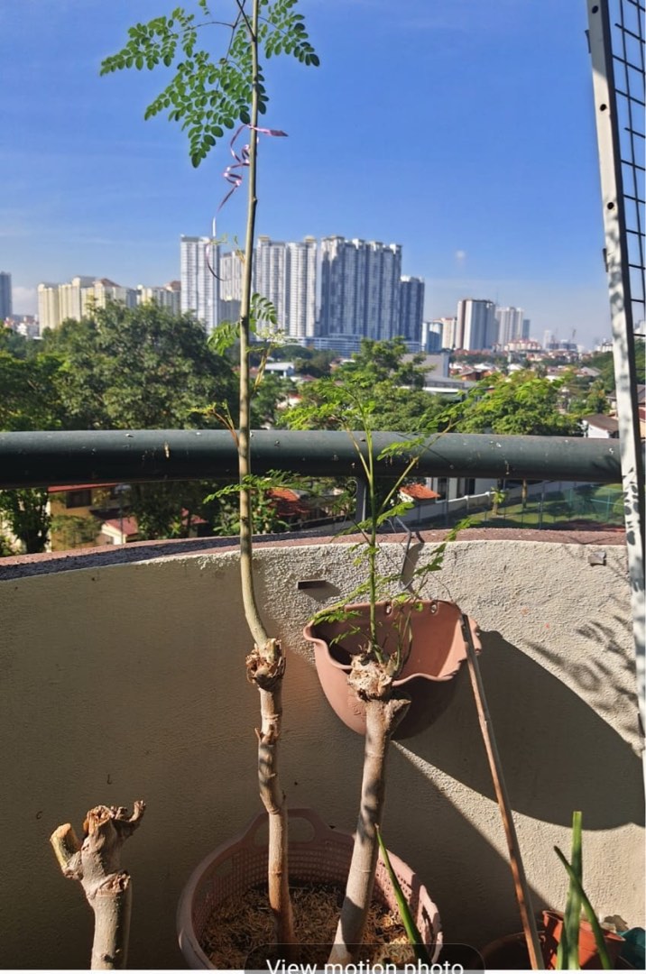 Pokok Moringga 2 pohon rm 20, Furniture & Home Living, Gardening, Pots ...