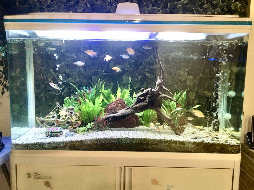 RS 1000EF Model Aquarium tank & Cabinet (w/ freebies!!), Pet Supplies ...