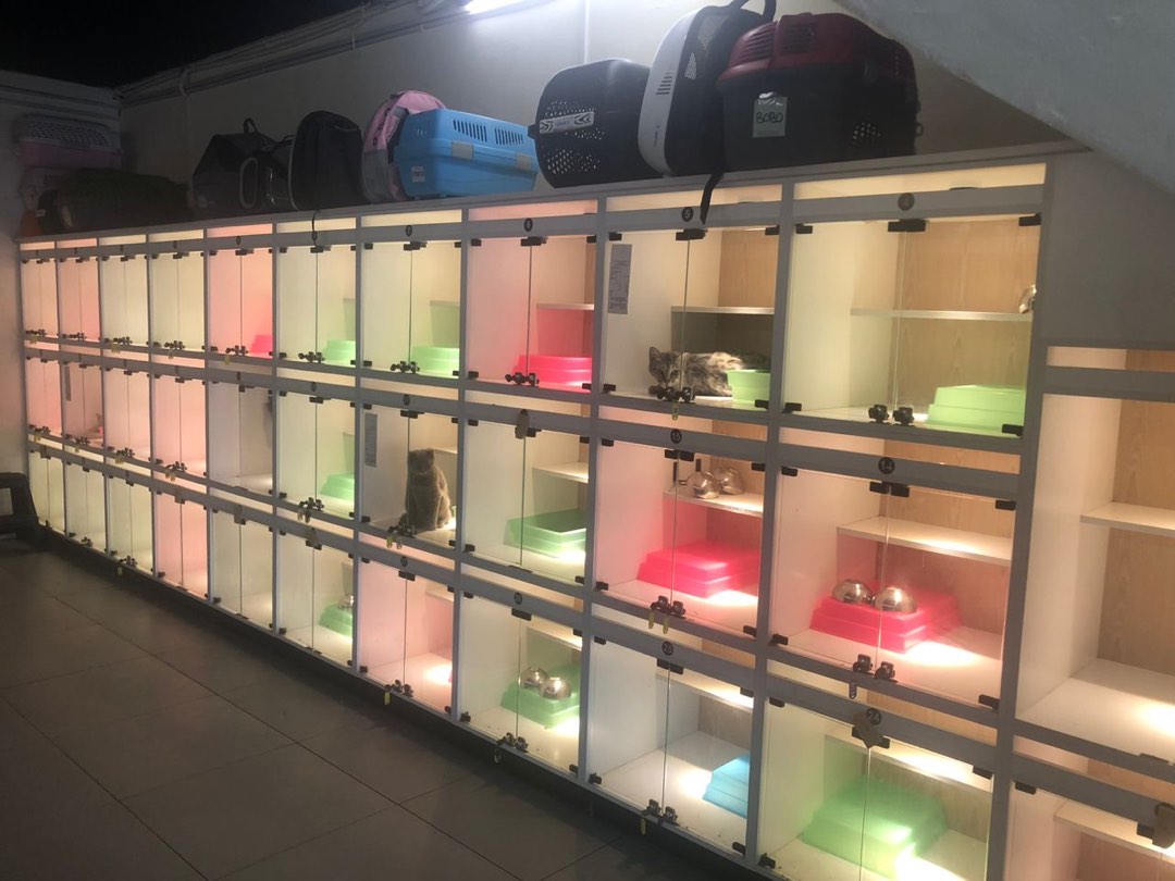 Cat cubicle, Pet Supplies, Homes & Other Pet Accessories on Carousell