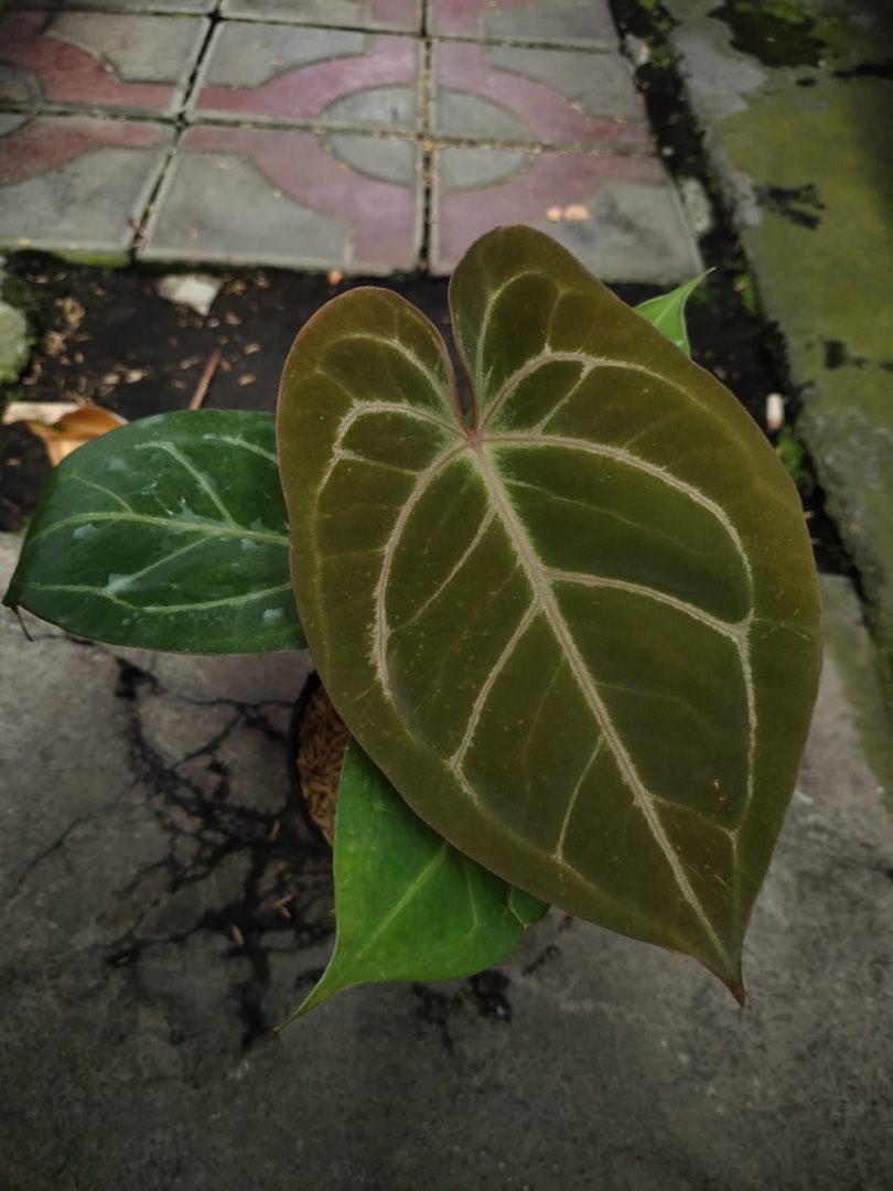 Anthurium Magnificum x Papi Red Stem, Furniture & Home Living ...