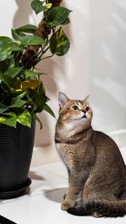BSH British Short Hair Golden Female Cat Gold NY25, Pet Supplies, Homes ...
