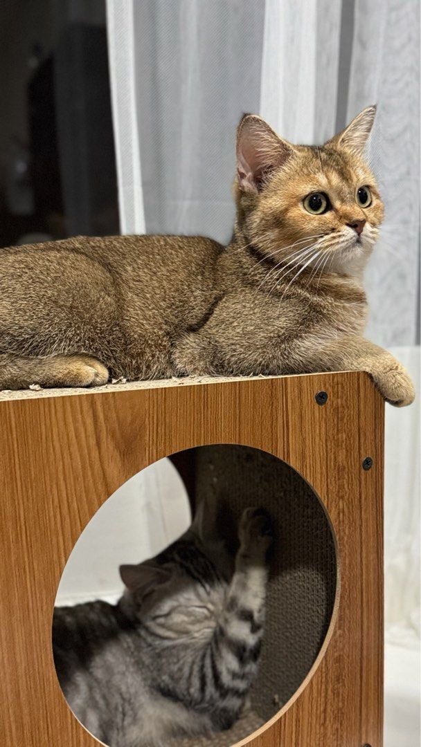 BSH British Short Hair Golden Female Cat Gold NY25, Pet Supplies, Homes ...