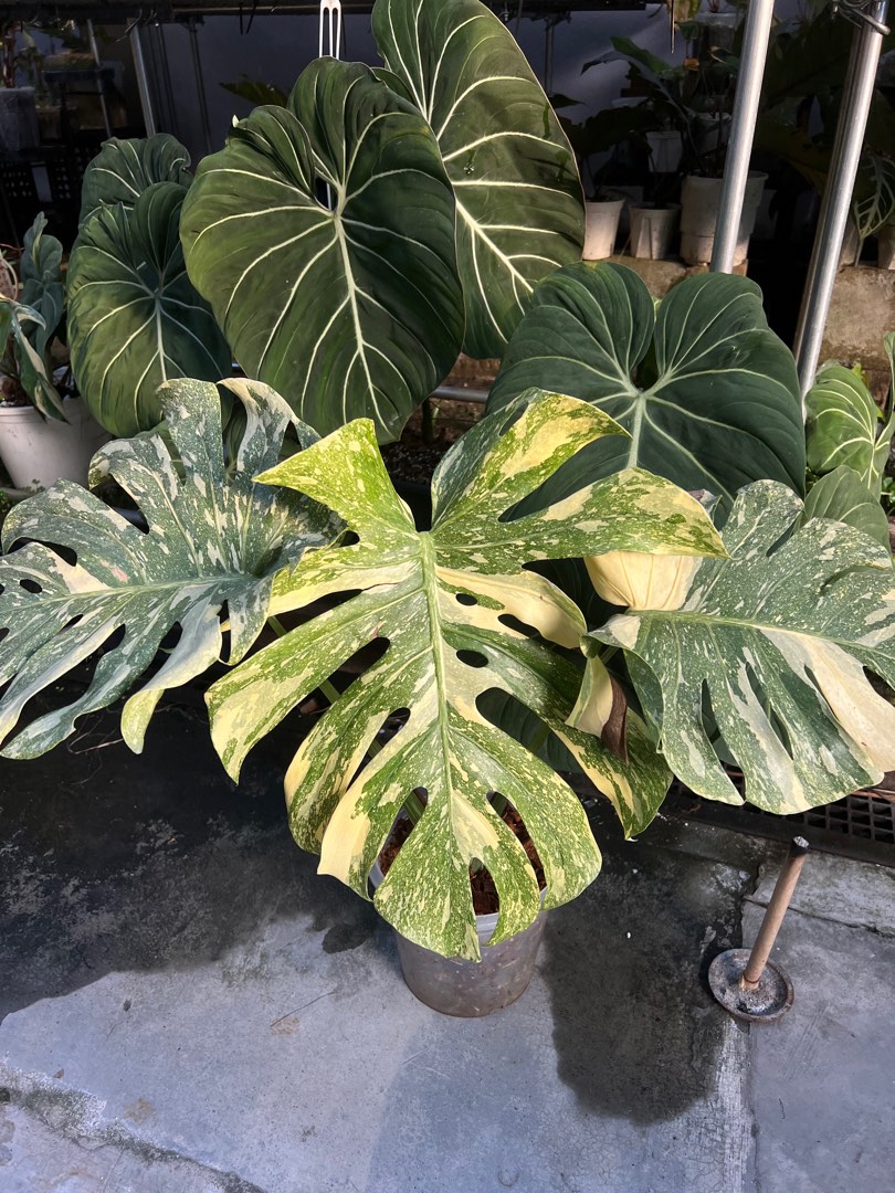 [Monstera] Deliciosa Legacy Variegated Mature Big, Furniture & Home ...