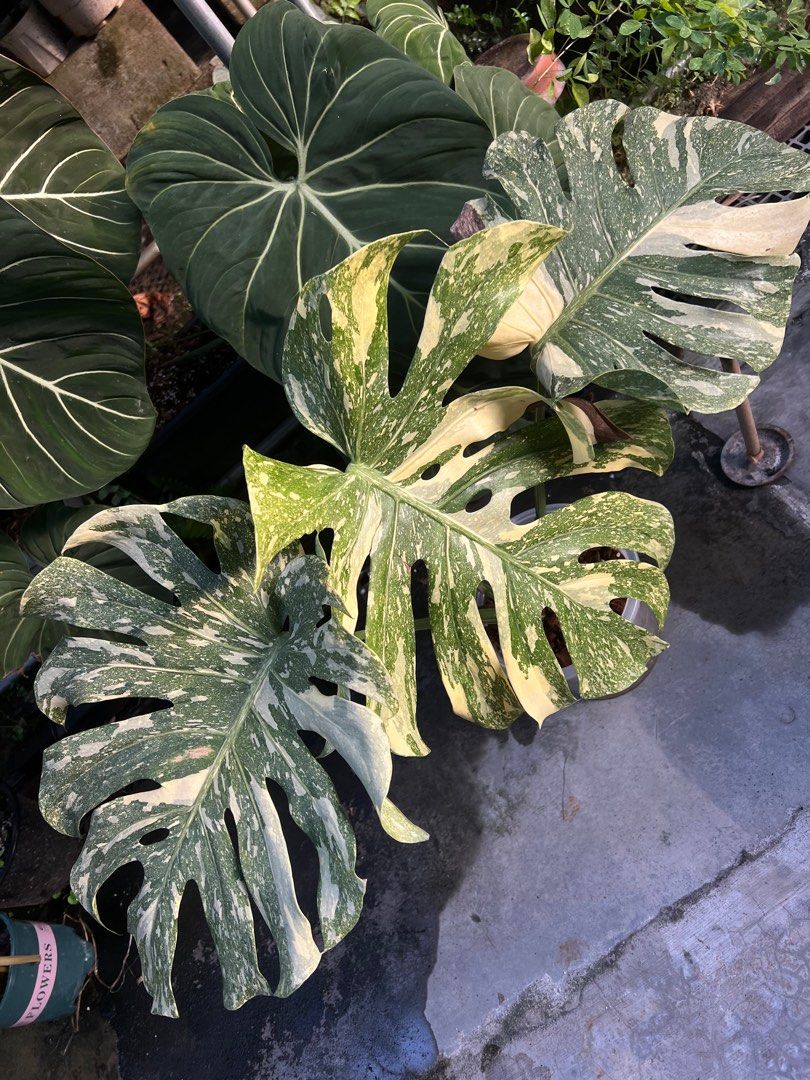 [Monstera] Deliciosa Legacy Variegated Mature Big, Furniture & Home ...