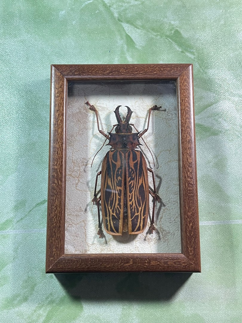 Exotic Real rare beetle taxidermy specimen frame framed insect ...