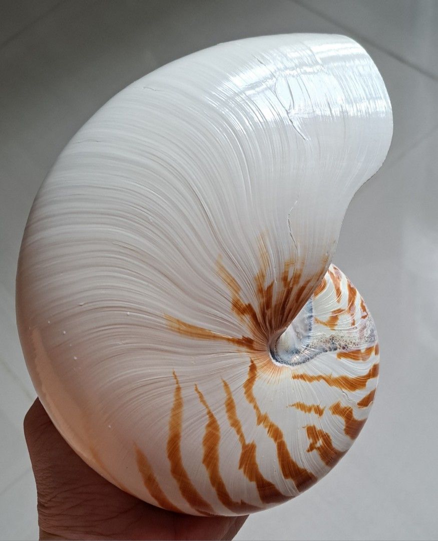Big Natural Tiger Chambered Nautilus Seashell on Carousell