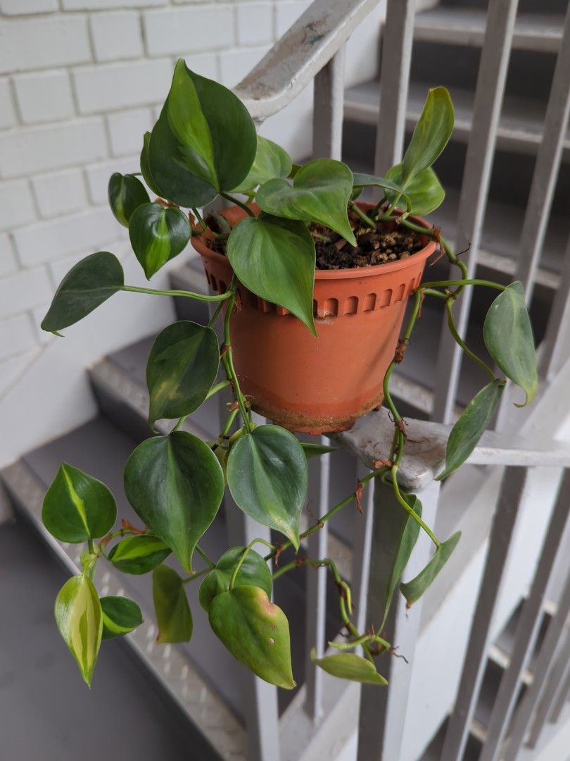 philodendron Brasil, Furniture & Home Living, Gardening, Plants & Seeds ...