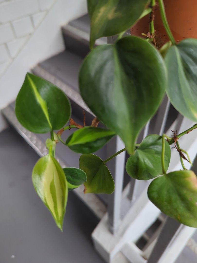 philodendron Brasil, Furniture & Home Living, Gardening, Plants & Seeds ...