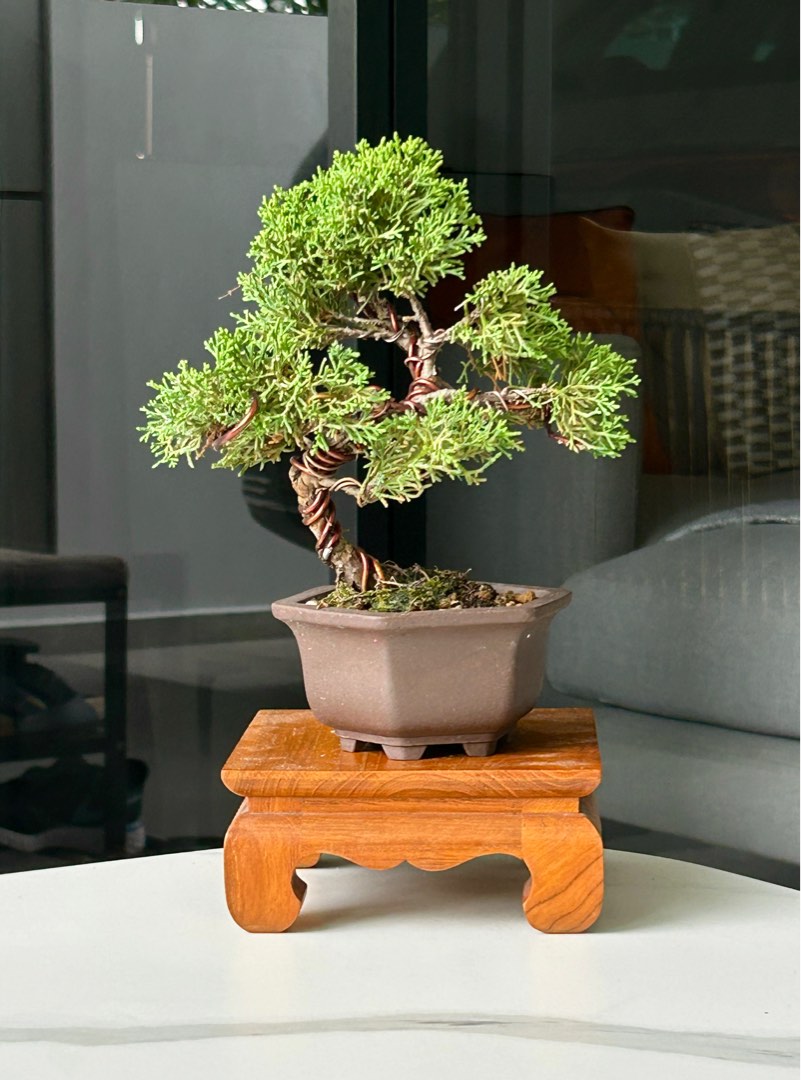 Imported Japanese Itogawa Shimpaku Juniper Bonsai, Furniture & Home ...