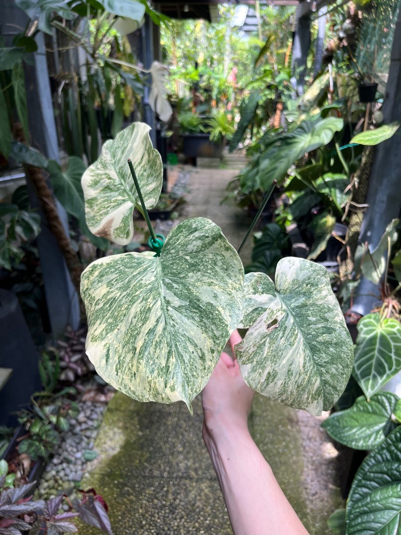 Monstera Legacy (highly variegated) , Furniture & Home Living ...