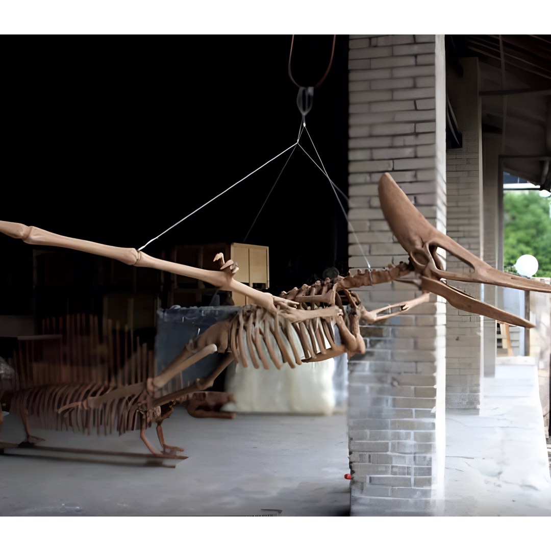 3.2ft-196.8ft 1m-60m Dimorphodon Skeleton Fossil Museum Replica Life ...