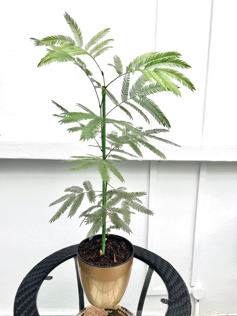 Everfresh Tree (Pithecellobium Confertum), Furniture & Home Living ...