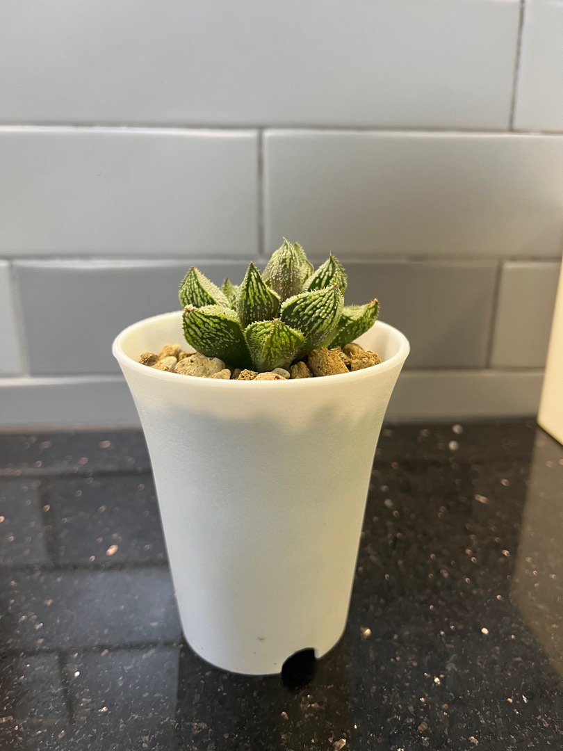 Magic thorn Haworthia, Furniture & Home Living, Gardening, Plants & Seeds on Carousell
