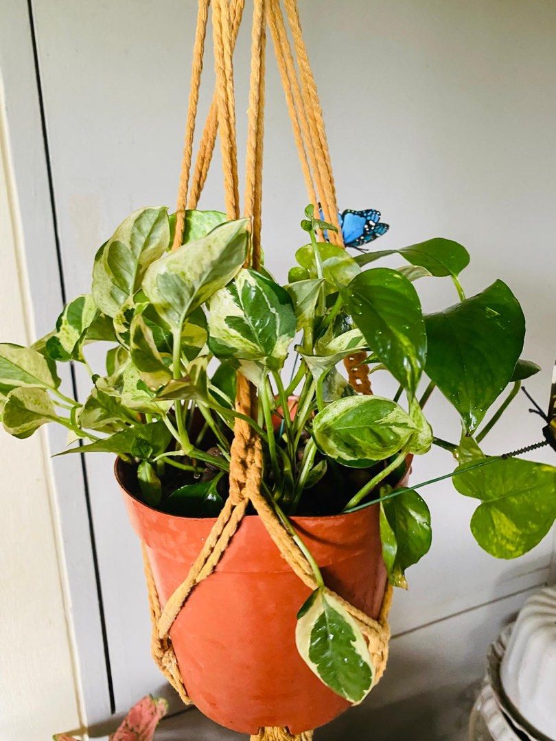 Mixed Money plant Variety -Golden Pothos-Jade Pathos-N Joy Pothos- in a ...