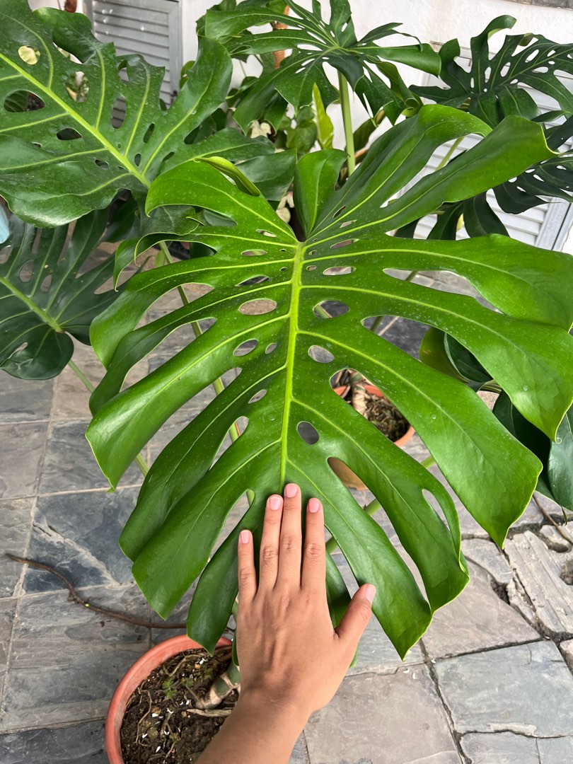 Monstera Deliciosa Big Mature Size Healthy Plant Pokok, Furniture ...