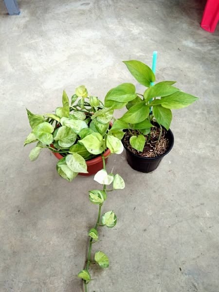 Pothos Bundle 2: Manjula Mint, Jessenia, Furniture & Home Living ...