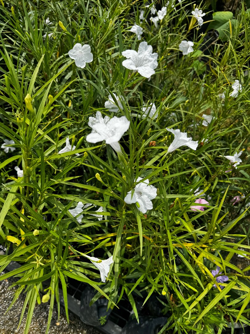 Ruellia simplex white flower 10 bags 0.6 meter height premium plant ...