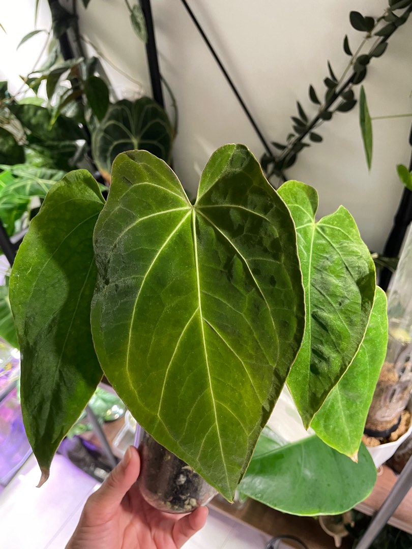 Anthurium Goliath x Forgetii, Furniture & Home Living, Gardening ...