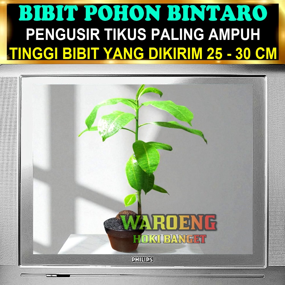 BIBIT POHON BINTARO | PENGUSIR TIKUS AMPUH | BUAH BINTARO | BUAH ...