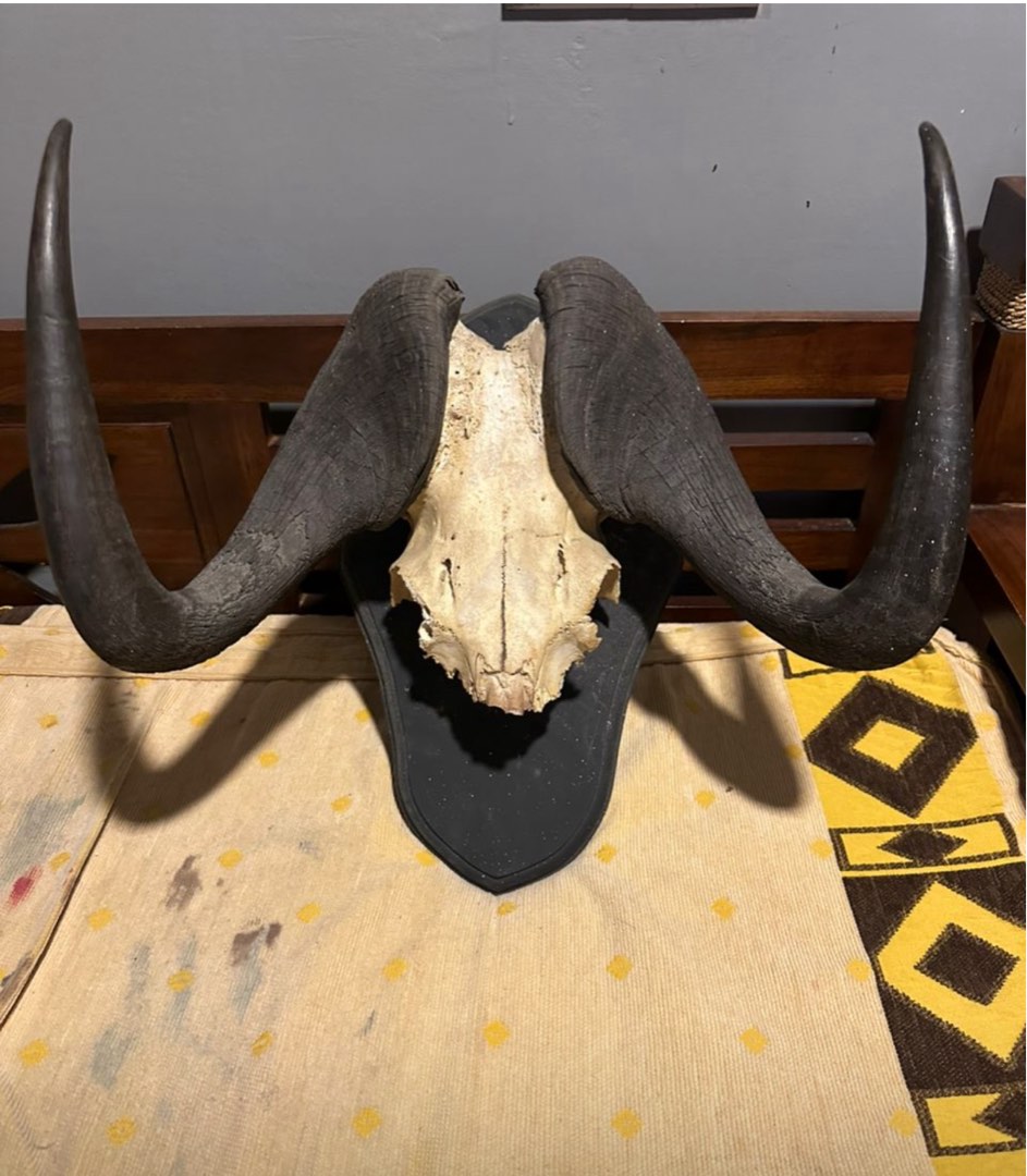 Rare South Africa Framed Elbow Horns, Furniture & Home Living, Home ...