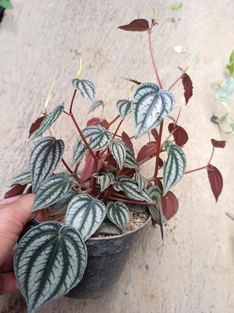 Peperomia 'Piccolo Banda', Furniture & Home Living, Gardening, Plants ...