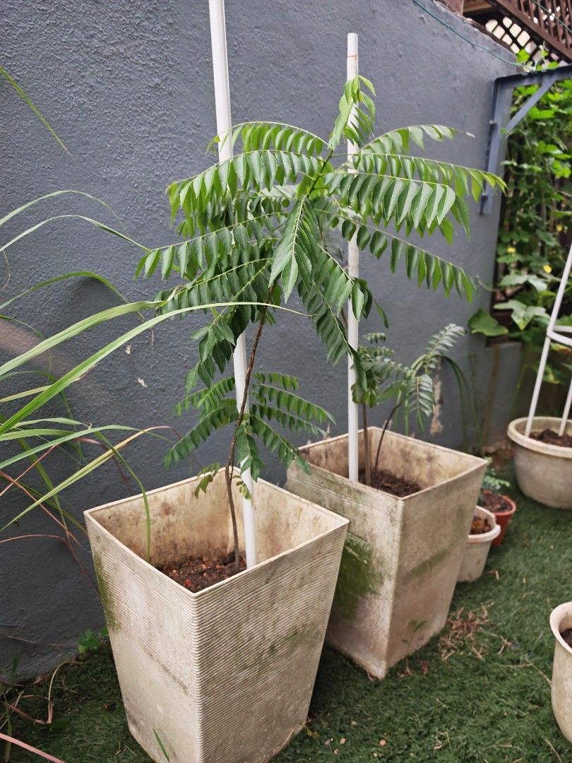 Pokok Kari sekali pasu, Everything Else, Others on Carousell