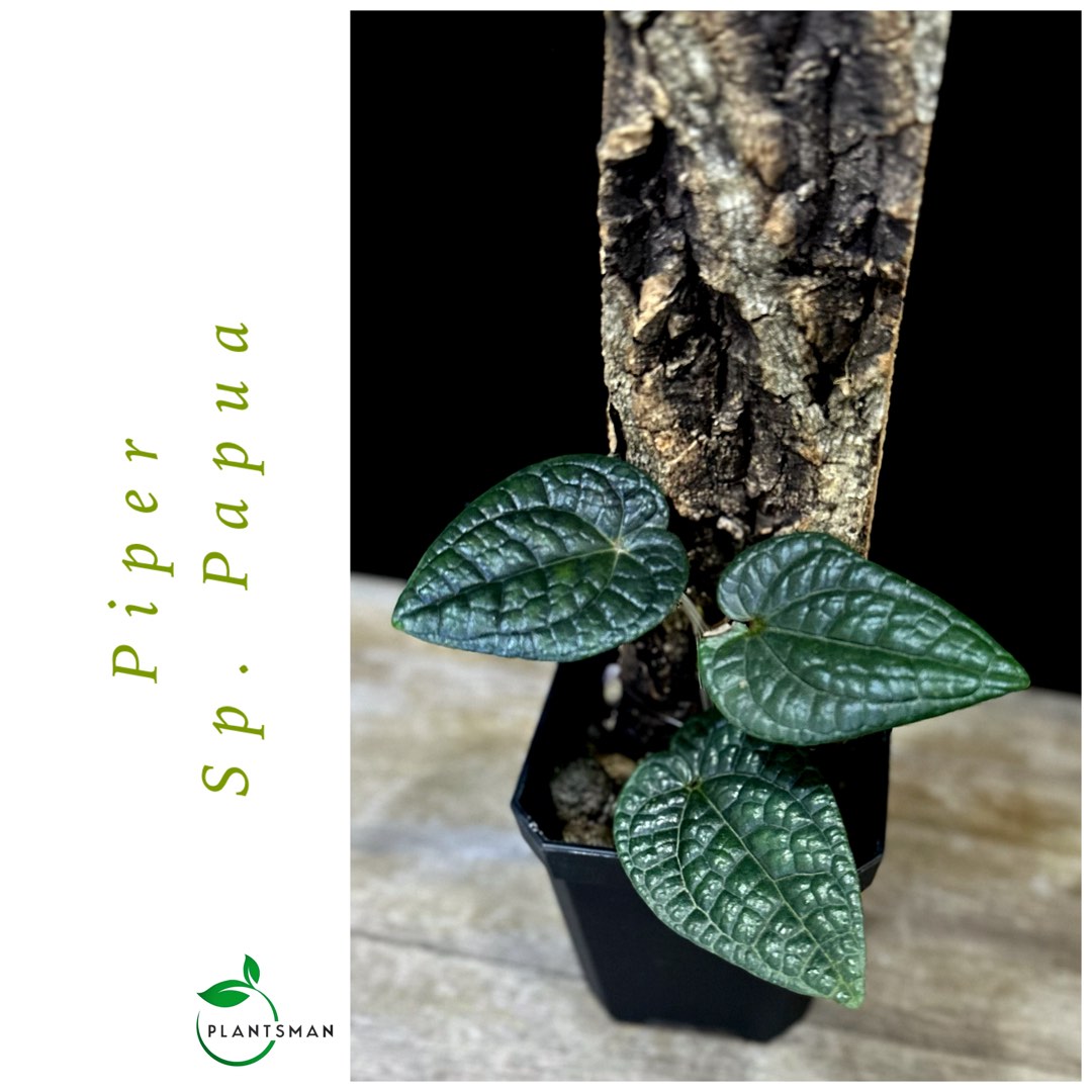 Piper Sp. Papua, Furniture & Home Living, Gardening, Plants & Seeds on ...