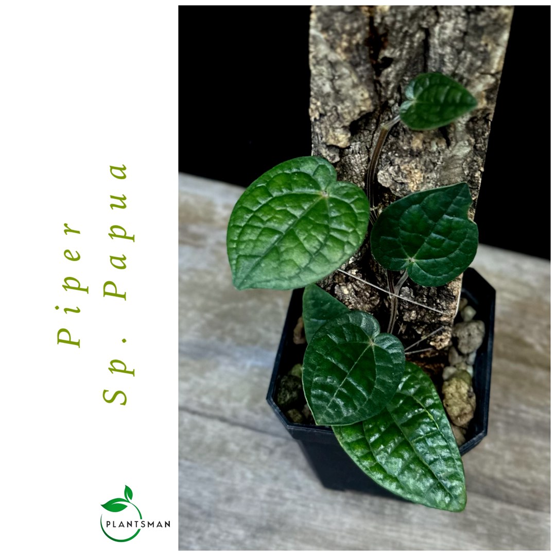 Piper Sp Papua, Furniture & Home Living, Gardening, Plants & Seeds on Carousell