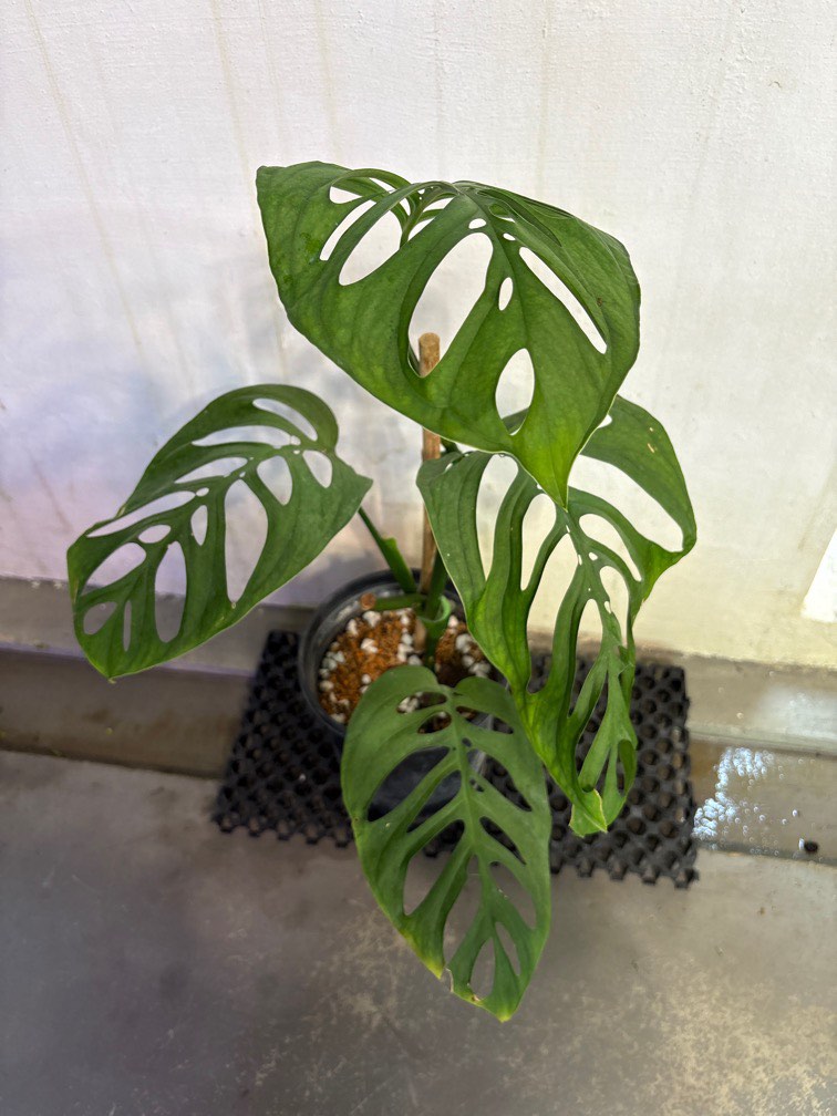 Monstera Esqueleto big leaves, Furniture & Home Living, Gardening ...