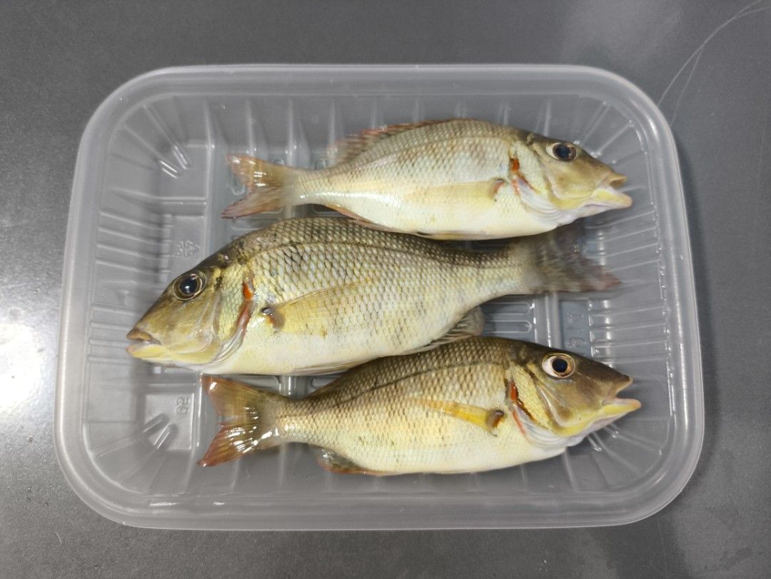 🎣 Cheap Mempinang / Emperor Fish Fishing Bait 🦈, Sports Equipment ...