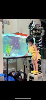 60+gallon+fish+tank - View all 60+gallon+fish+tank ads in Carousell ...