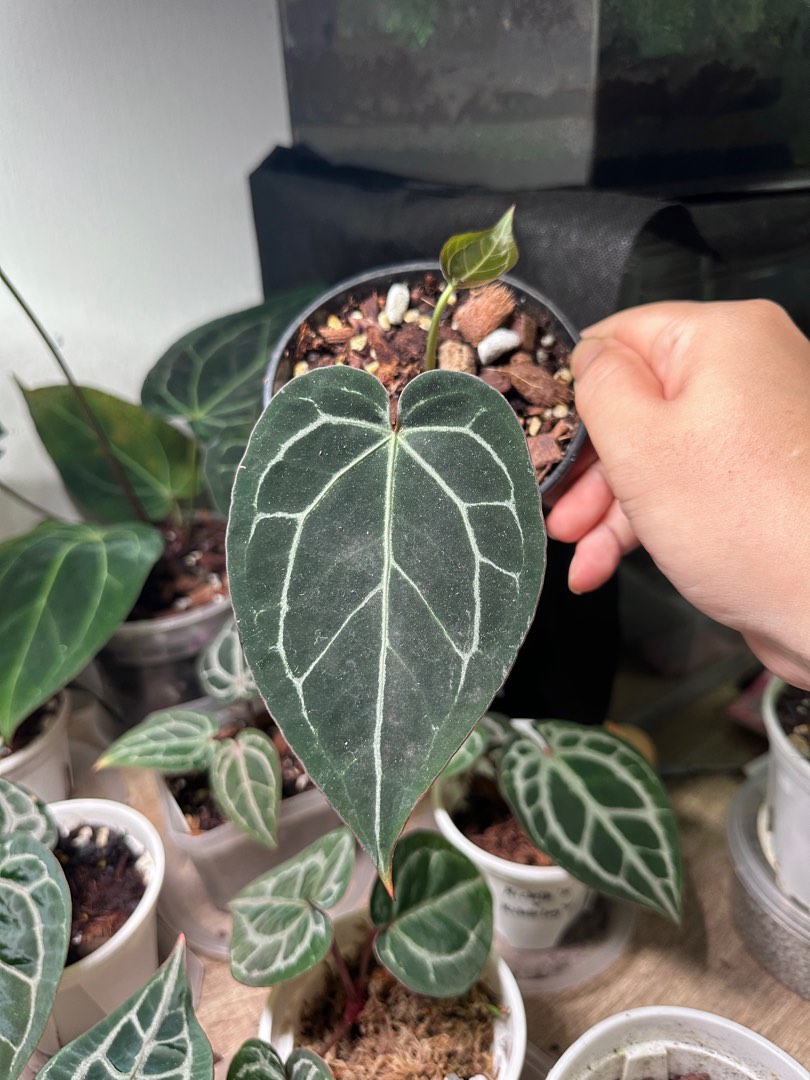 Anthurium Docblock Black Widow x Michelle (fused red sinus), Furniture ...