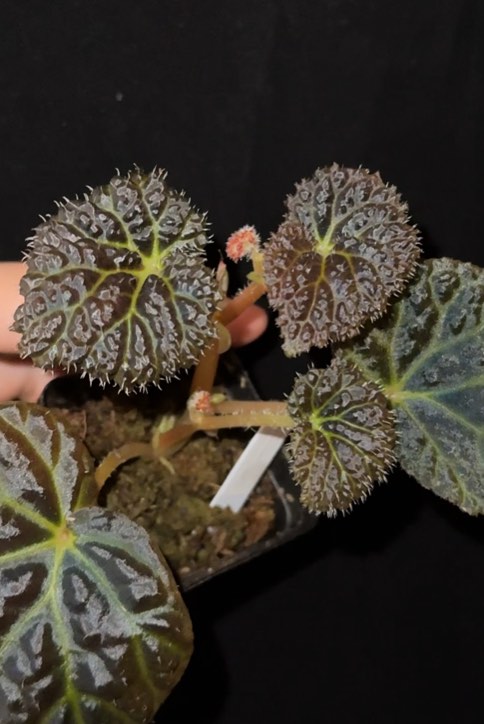 Begonia baik x dracopelta, Furniture & Home Living, Gardening, Plants ...