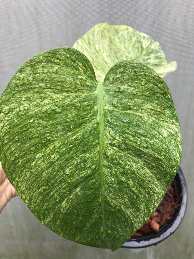 Monstera Borsi mint variegated, Furniture & Home Living, Gardening ...