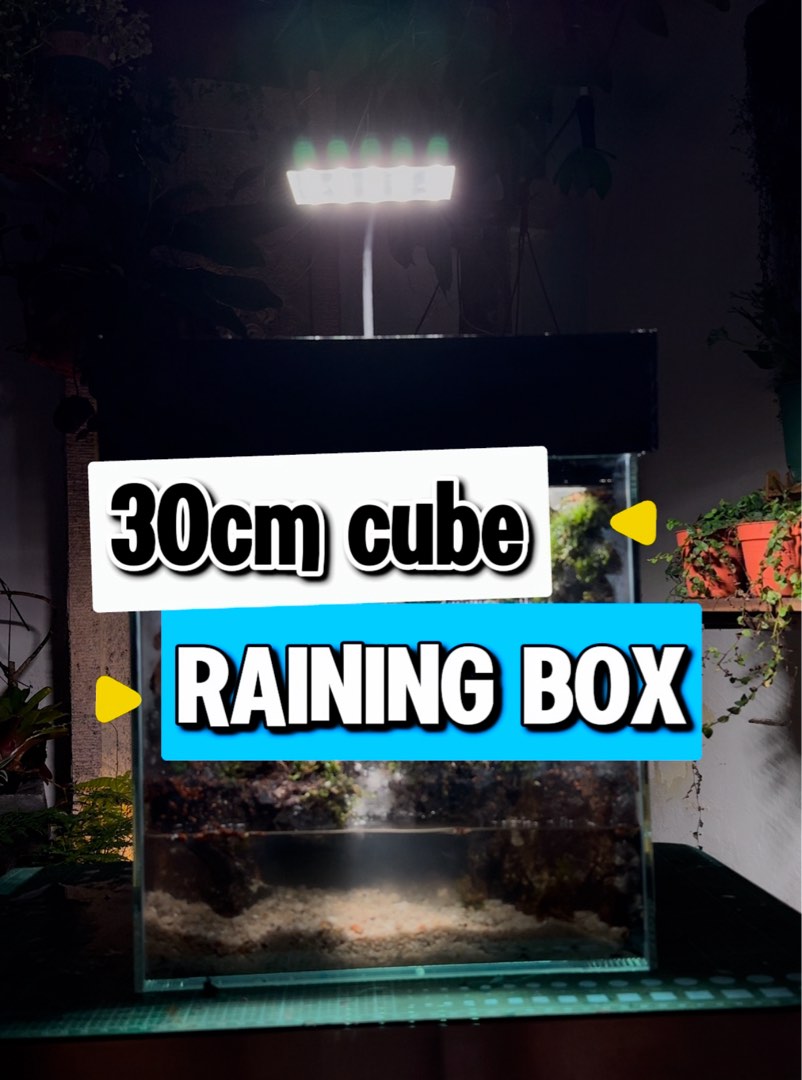 Raining in a Box | 30cm cube | Paludarium | Vampire crab | Terrarium ...