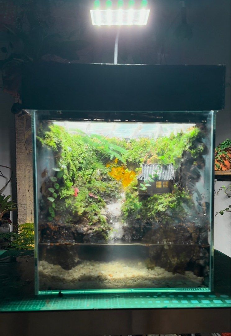 Raining in a Box | 30cm cube | Paludarium | Vampire crab | Terrarium ...