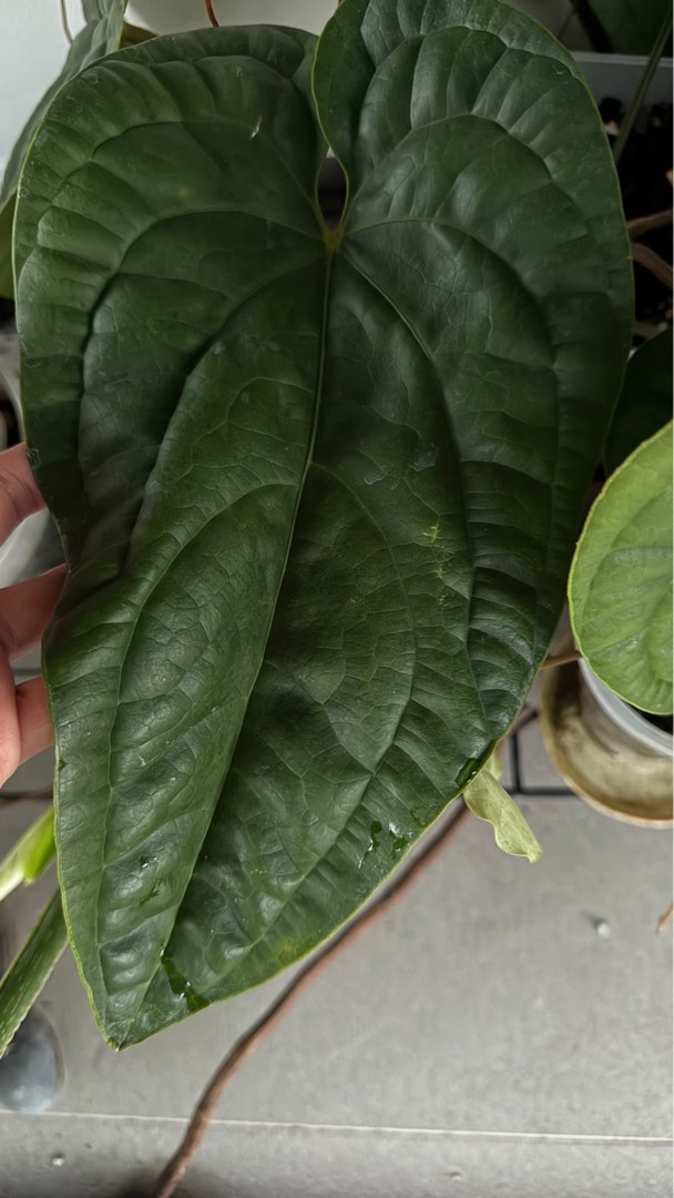 Anthurium radican x luxurian, Furniture & Home Living, Gardening ...