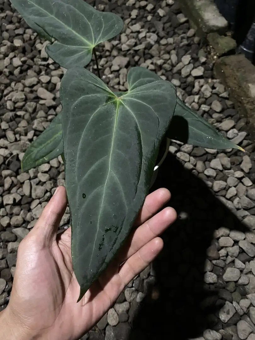 Anthurium X-One x Portillae, Furniture & Home Living, Gardening, Plants ...