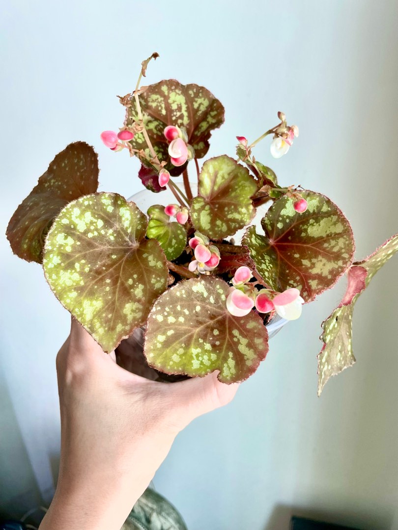 Begonia Nigritarum (RARE), Furniture & Home Living, Gardening, Plants ...