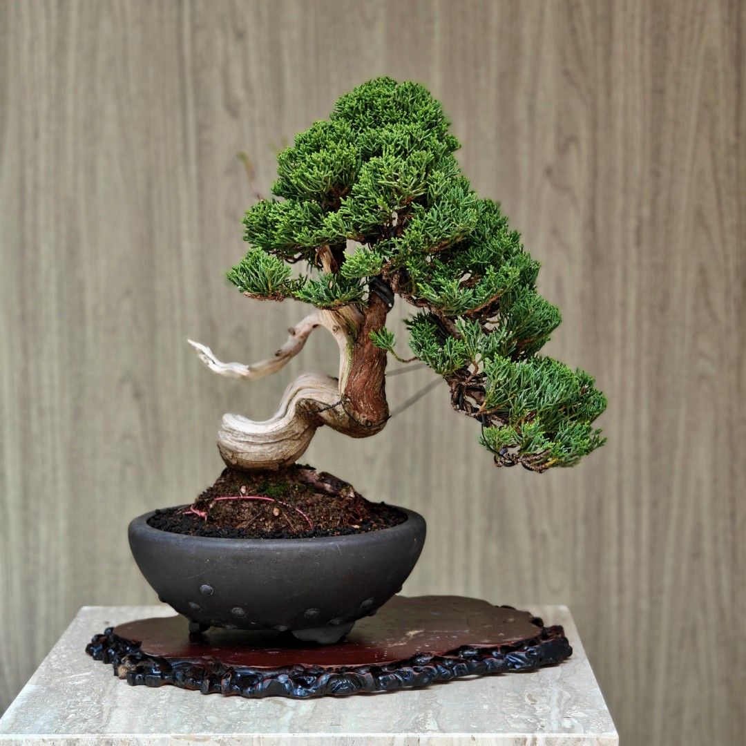 40cm Juniperus Chinensis Bonsai, Furniture & Home Living, Gardening ...