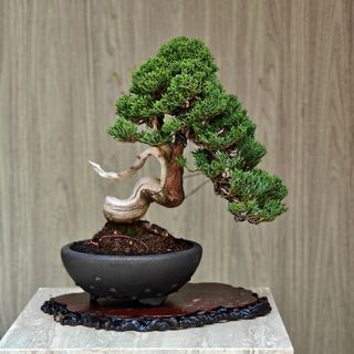 MAME Juniperus Chinensis Bonsai, Furniture & Home Living, Gardening ...
